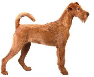 Top 30 Dogs that Don't Shed: Small, Medium, and Large Breeds
