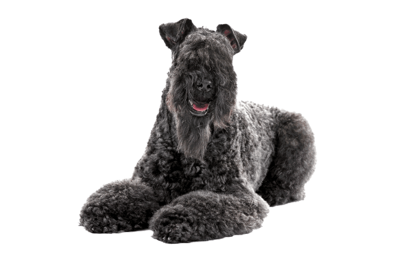 Top 30 Dogs that Don't Shed: Small, Medium, and Large Breeds