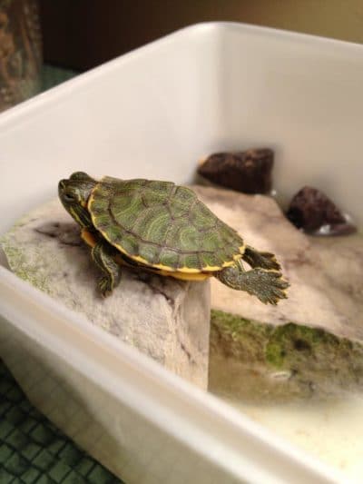 Pet Turtle Care: How to Take Care of a Turtle | Pet Territory