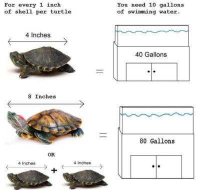 Pet Turtle Care: How to Take Care of a Turtle | Pet Territory