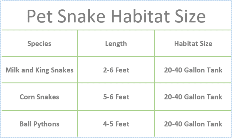 How to Care for a Snake: Best Pet Snakes for Beginners - Pet Territory